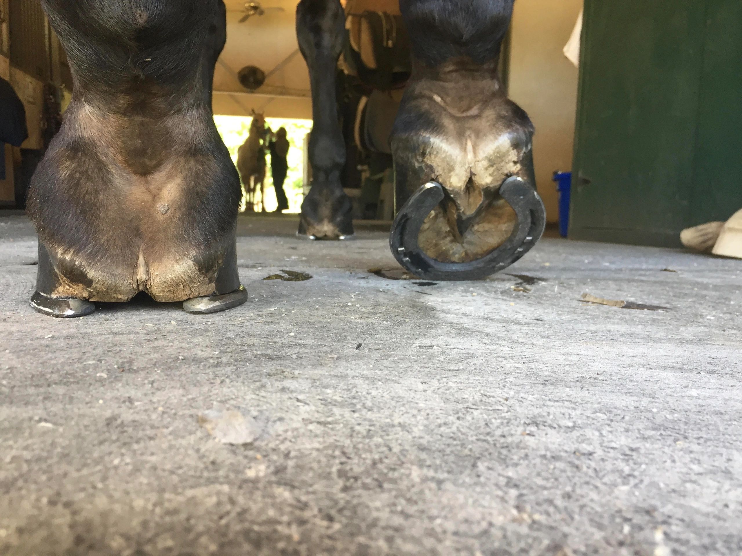 Farrier Services | Meredith Clarke Farrier Services